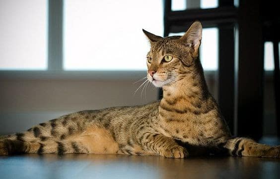 18 Most Expensive Cat Breeds In The World | ChatterSource