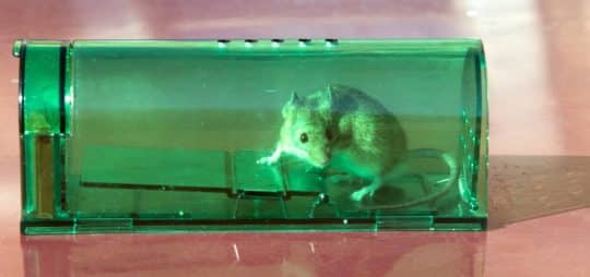 How To Deal With A Mouse Infestation [And Protect Your Home ...
