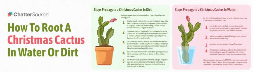 How To Root A Christmas Cactus In Water Or Dirt [Guide] | ChatterSource