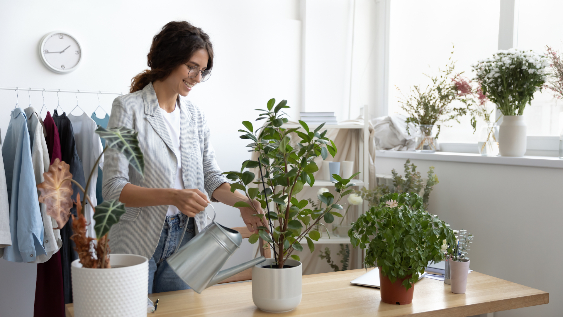 12 Indoor Trees For A Happy Home [Green Thumb Not Required] | ChatterSource