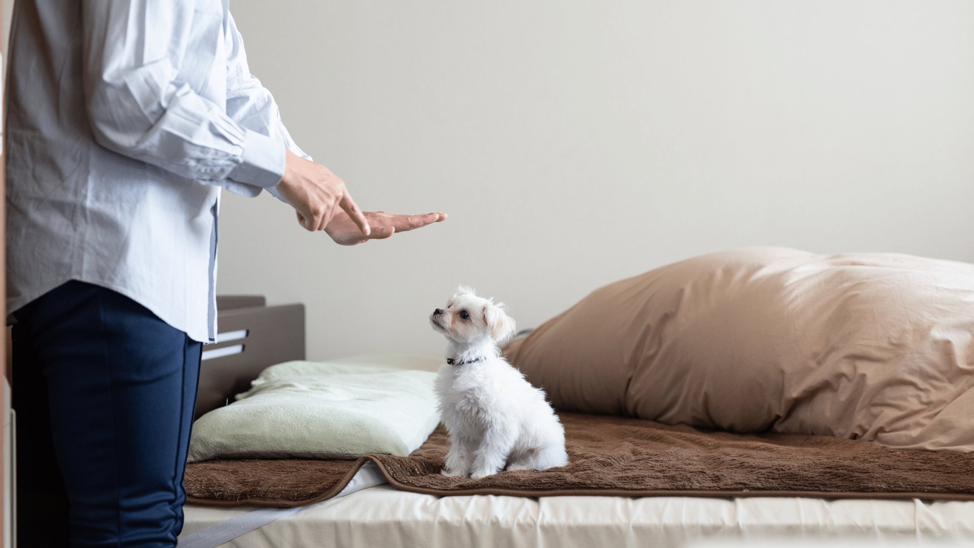 Dog Training: Positive vs. Negative Reinforcement | ChatterSource