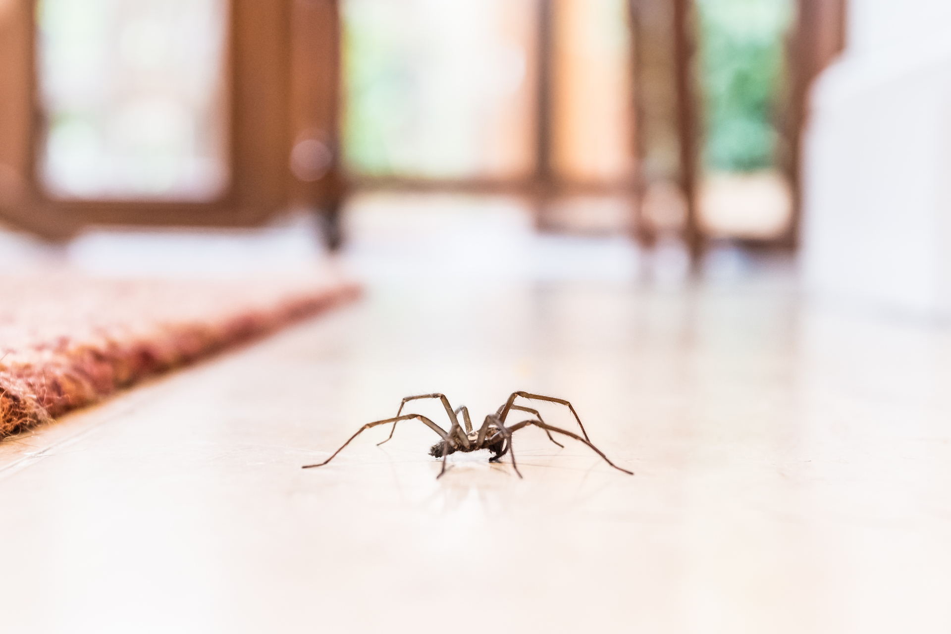 6 Ways To Keep Spiders Out Of Your Home [Tips From The Experts ...