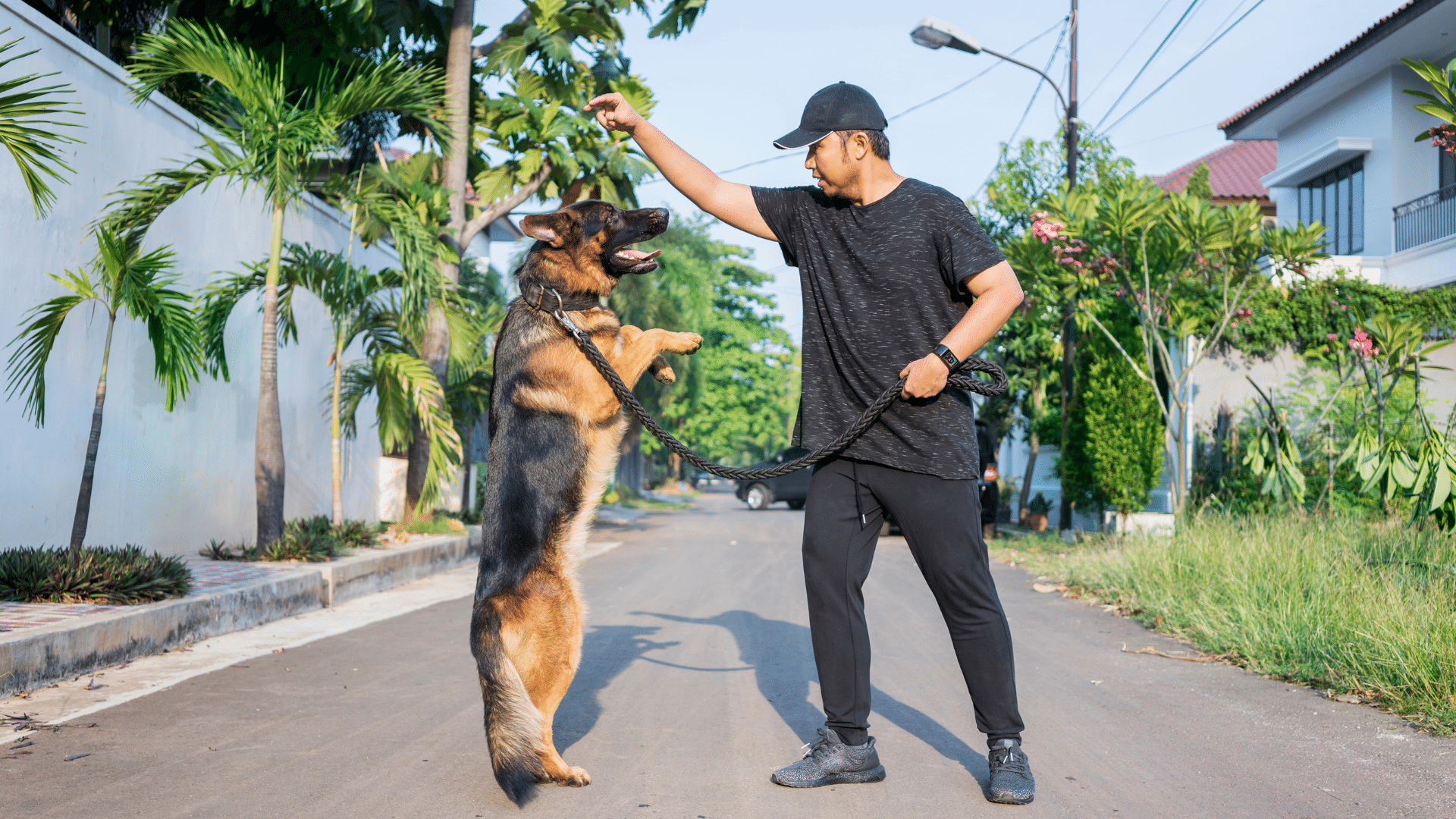 Dog Training: Positive vs. Negative Reinforcement | ChatterSource