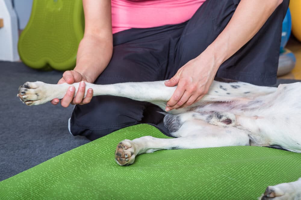 The Importance Of Canine Rehabilitation: Tips From A Veterinarian