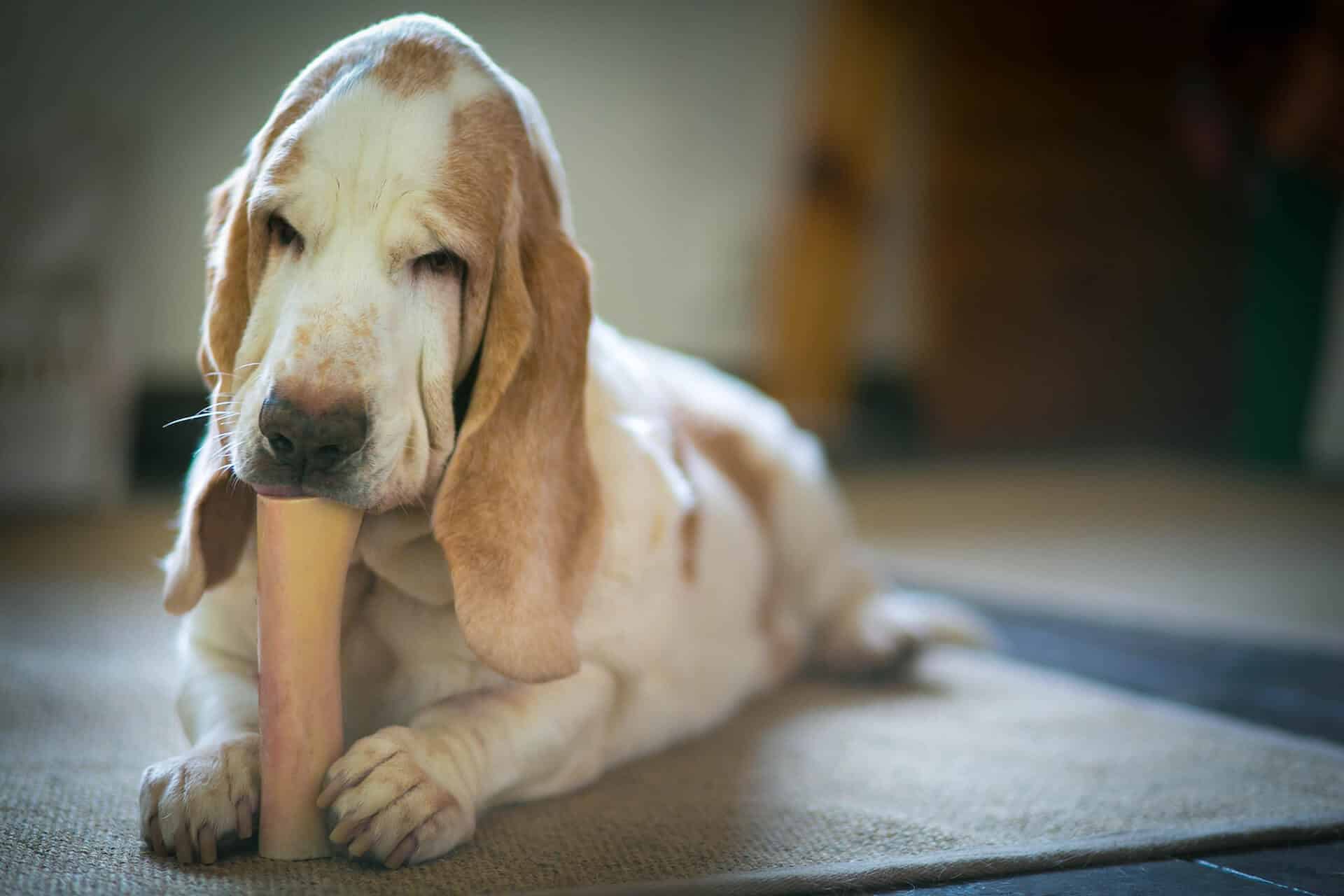 The 15 Best Long Lasting Dog Chews For Extreme Chewers [Reviewed]